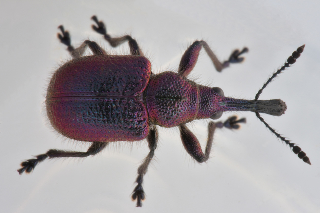 Rhynchitidae: Rhynchites bacchus? Sì ! , Natura Mediterraneo | Forum ...