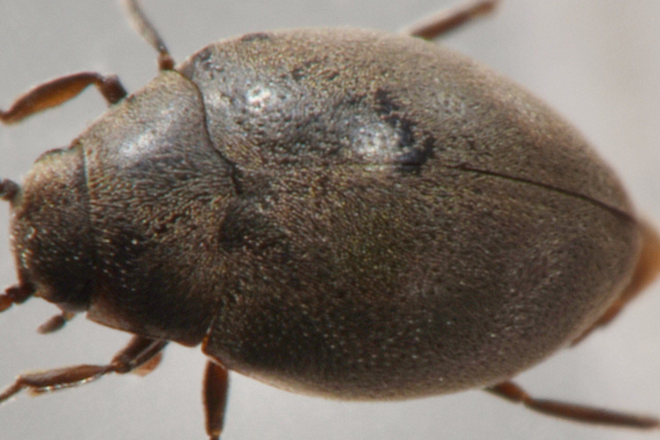 Limnichidae: Limnichus aff. incanus , Natura Mediterraneo | Forum ...