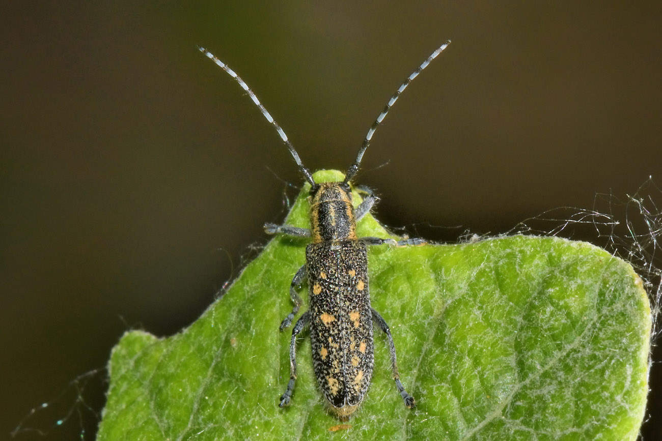 Cerambycidae: Saperda populnea? Sì, femmina , Natura Mediterraneo ...