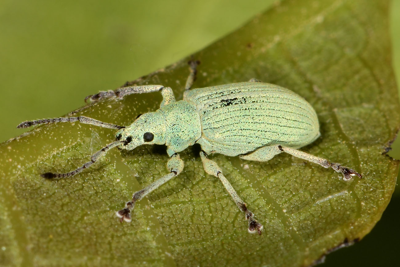 Curculionidae: Phyllobius sp? Sì, Phyllobius (Subphyllobius ...