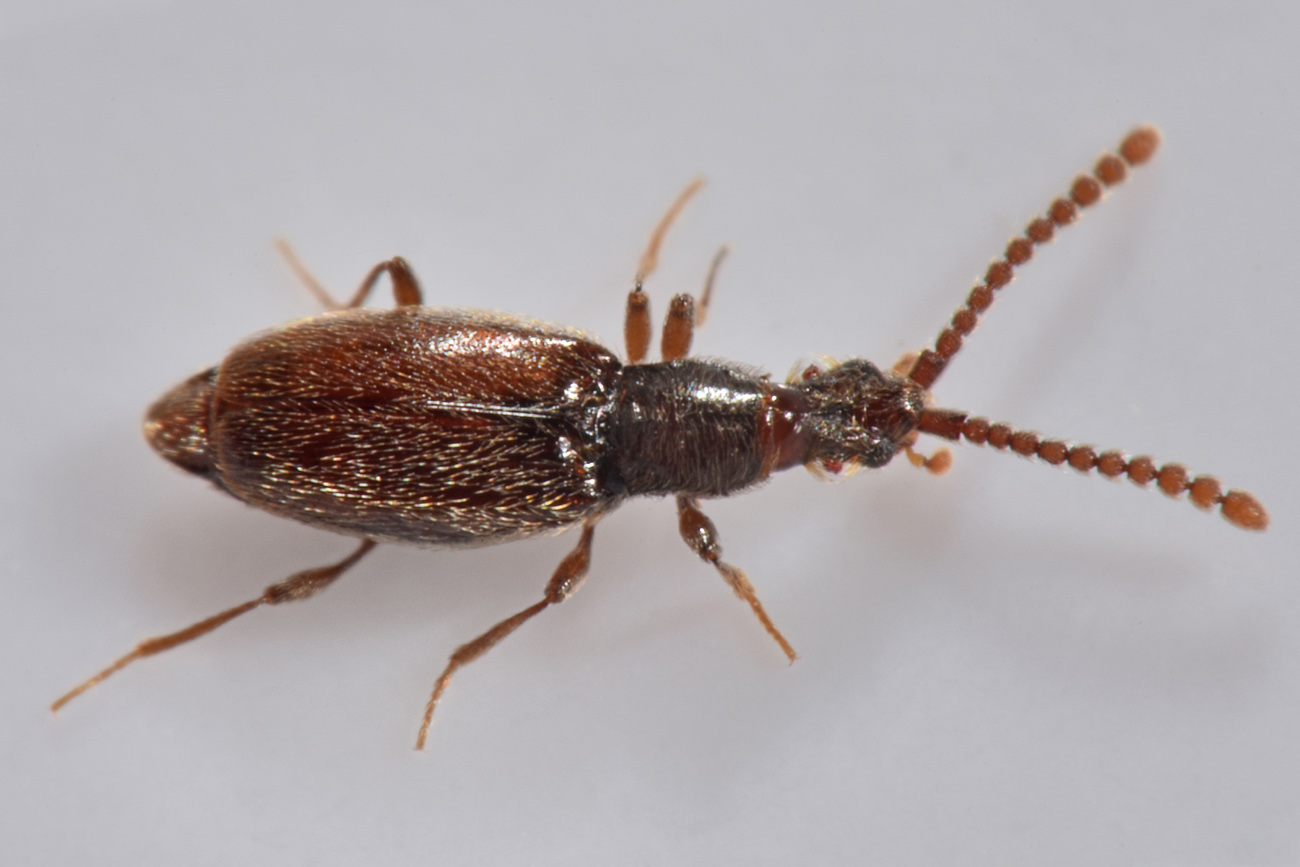 Scydmaenidae, con gli orecchini? Chevrolatia insignis , Natura ...