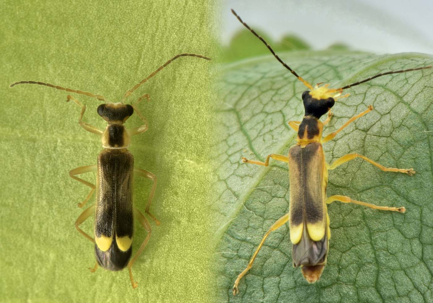 Cantharidae: Malthinus sp.? Sì, Malthinus cfr. fasciatus , Natura ...