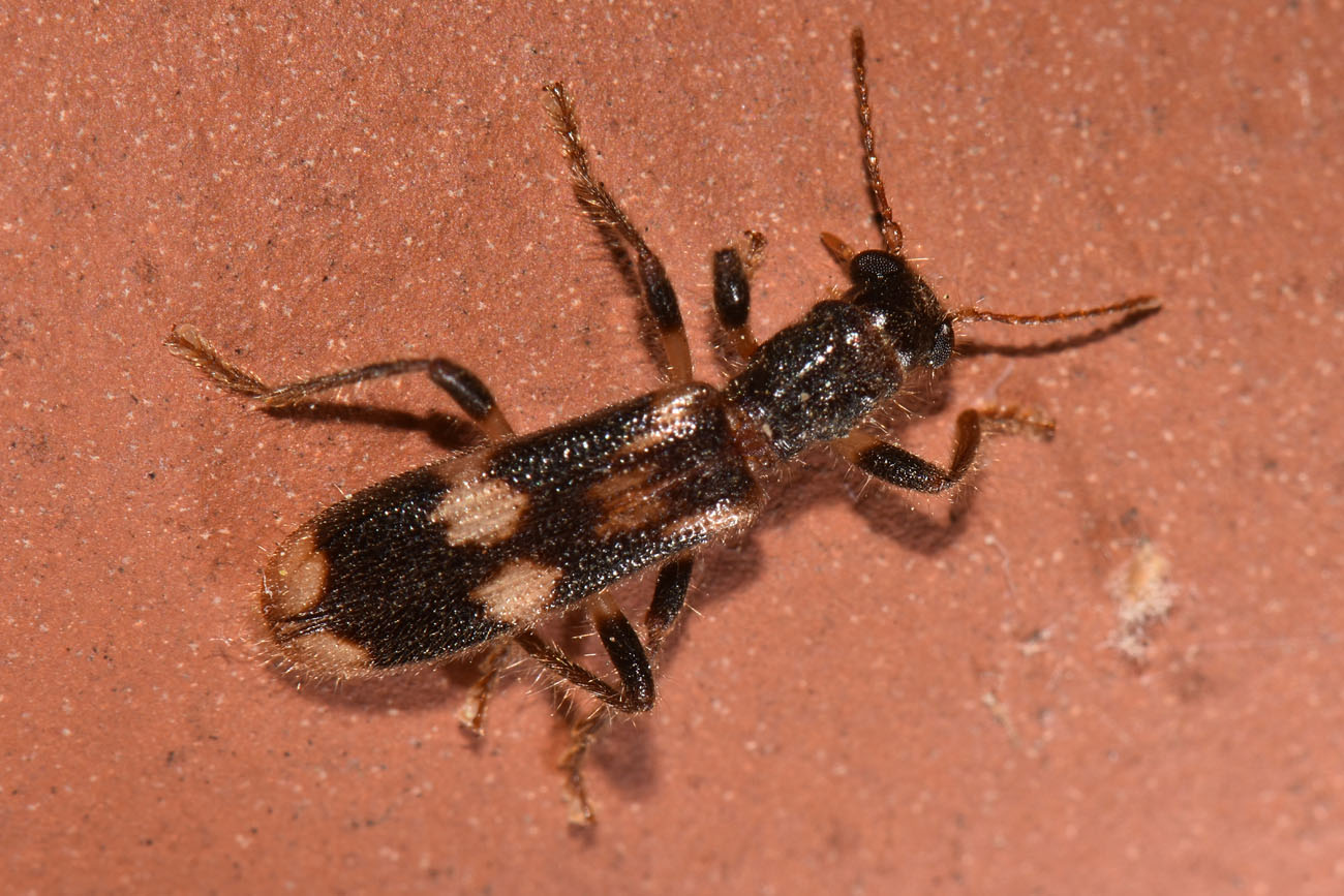 Cleridae: Opilo mollis o domesticus? Opilo mollis , Natura Mediterraneo ...