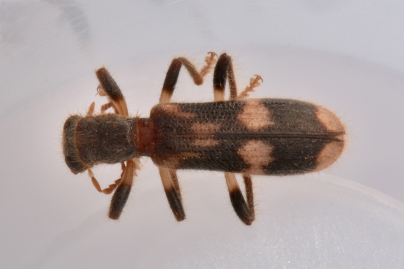 Cleridae: Opilo mollis o domesticus? Opilo mollis , Natura Mediterraneo ...