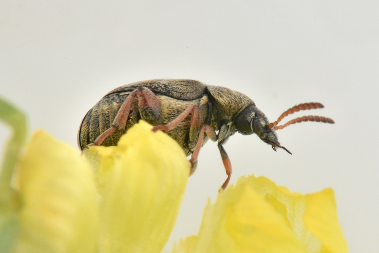 Chrysomelidae Bruchinae: Bruchus sp.? No, maschio di Bruchidius ...