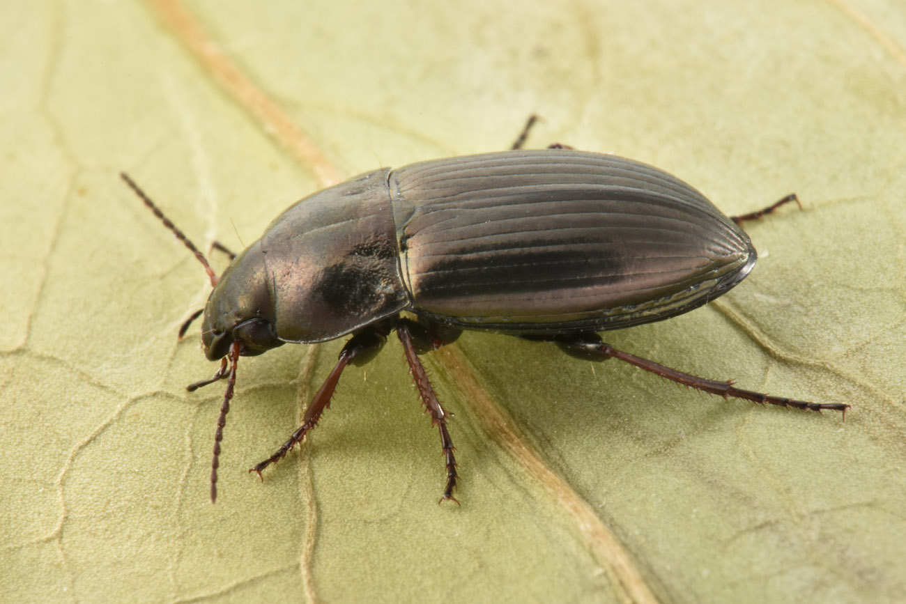 Carabidae: Amara sp.? Sì, Amara schimperi! , Natura Mediterraneo ...