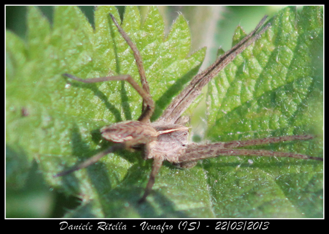 Pisaura sp. - Venafro (IS) , Natura Mediterraneo | Forum Naturalistico
