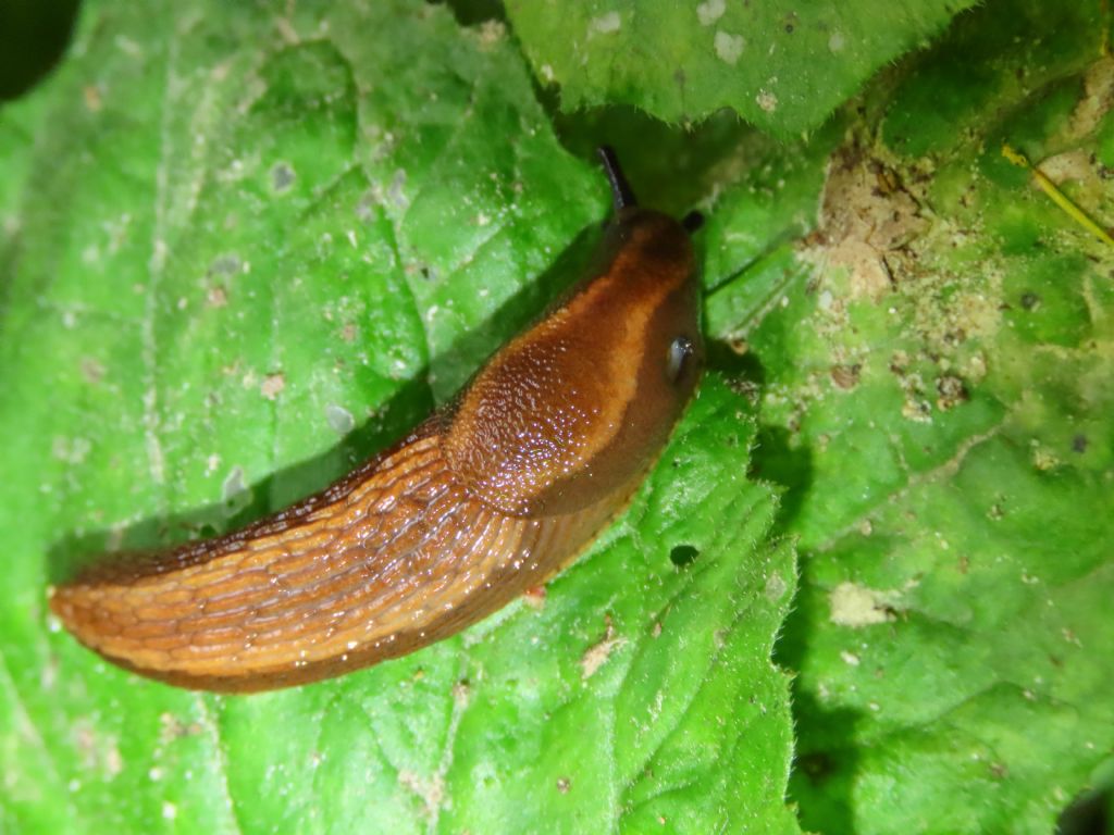Gasteropode da identificare , Natura Mediterraneo | Forum Naturalistico