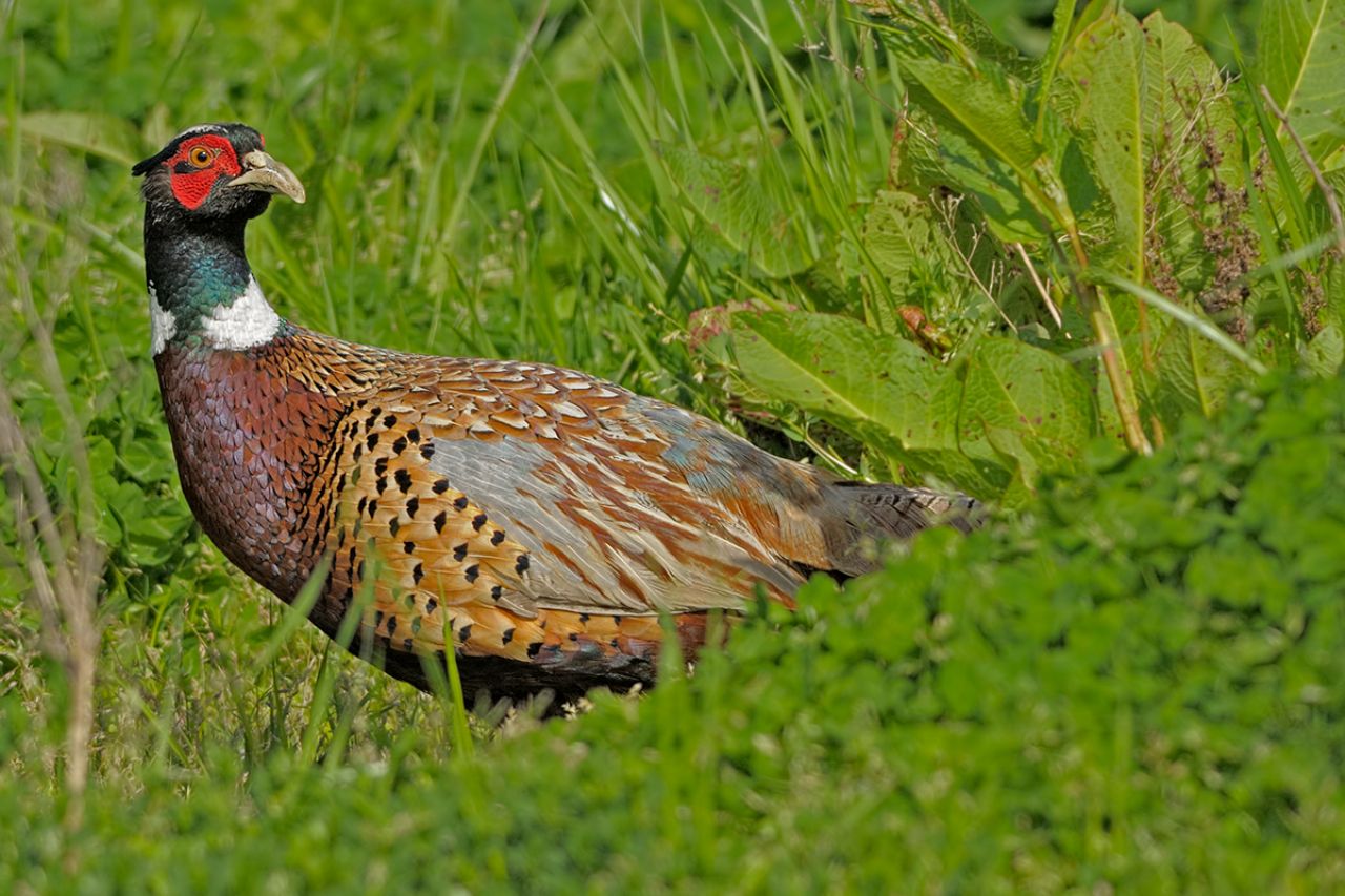 Fagiano (Phasianus colchicus) , Natura Mediterraneo | Forum Naturalistico