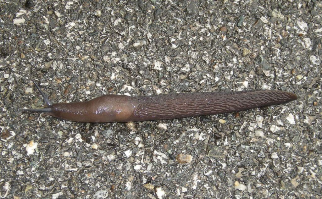 Limax sp. da Rorà (TO) , Natura Mediterraneo | Forum Naturalistico
