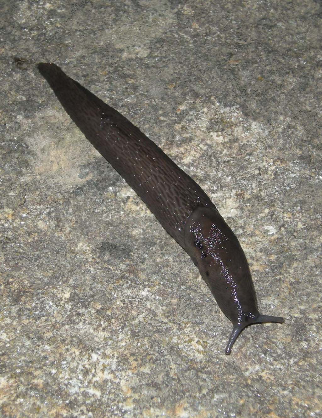 Limax sp. da Rorà (TO) , Natura Mediterraneo | Forum Naturalistico