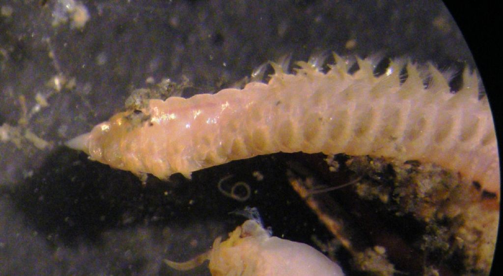 Identificazione , Natura Mediterraneo | Forum Naturalistico