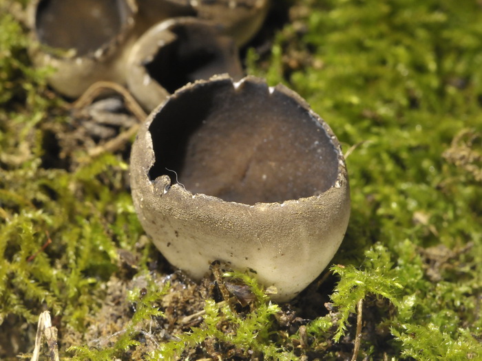 Discina melaleuca ? , Natura Mediterraneo | Forum Naturalistico