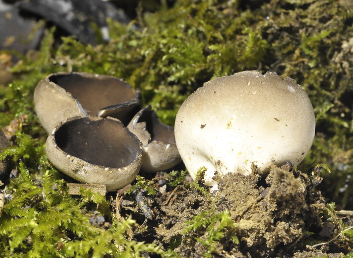 Discina melaleuca ? , Natura Mediterraneo | Forum Naturalistico