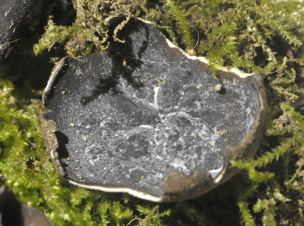 Discina melaleuca ? , Natura Mediterraneo | Forum Naturalistico