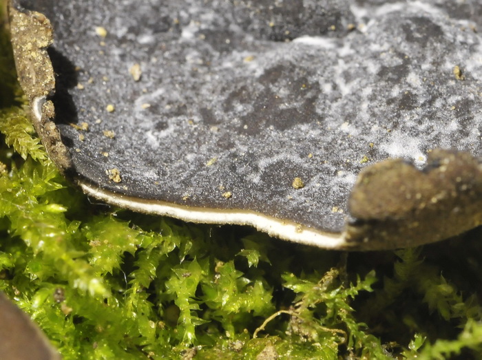 Discina melaleuca ? , Natura Mediterraneo | Forum Naturalistico