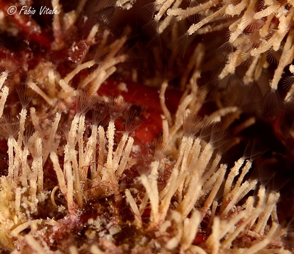 Nolella sp. , Natura Mediterraneo | Forum Naturalistico