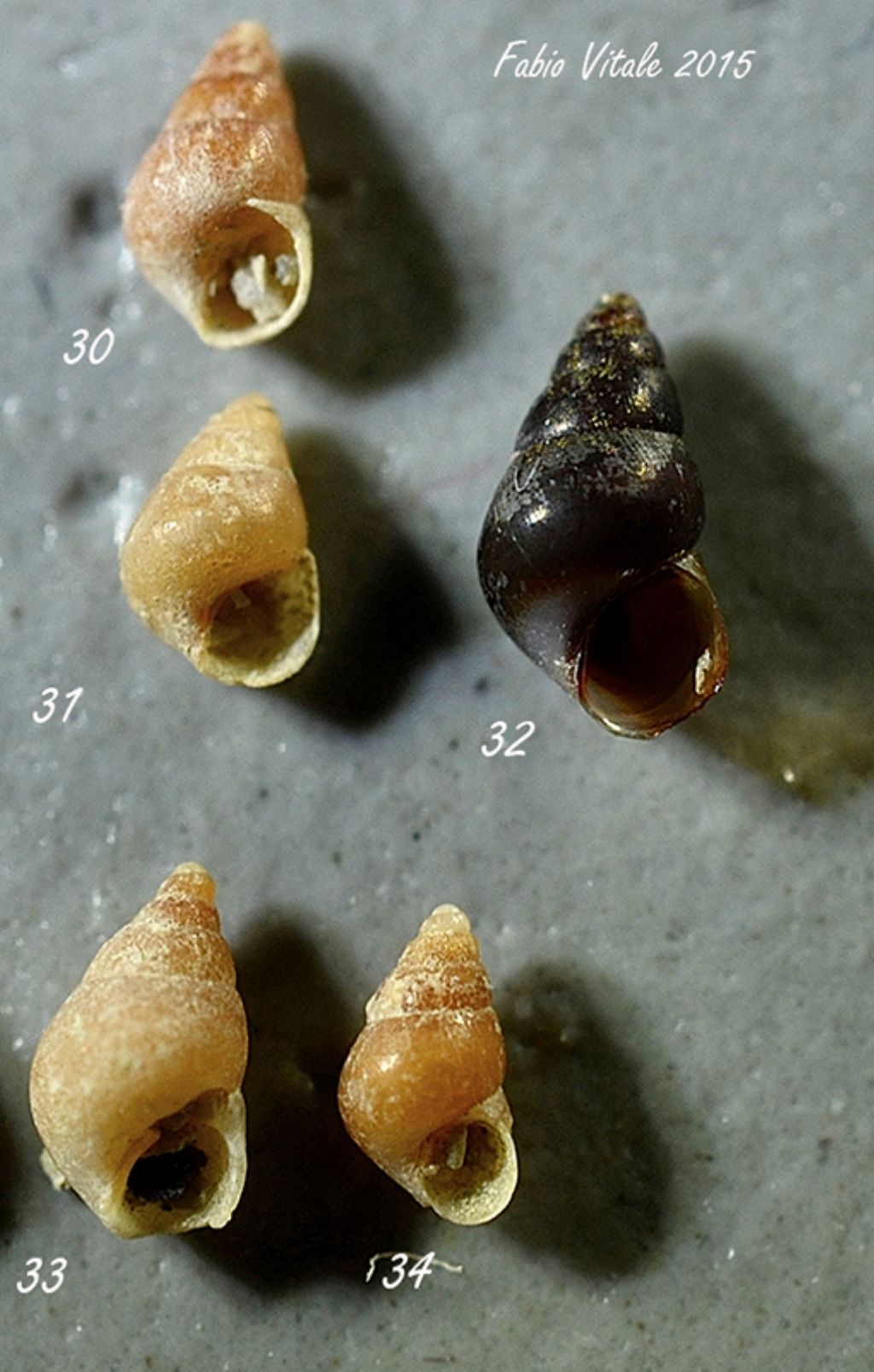 Gasteropodi da determinare , Natura Mediterraneo | Forum Naturalistico