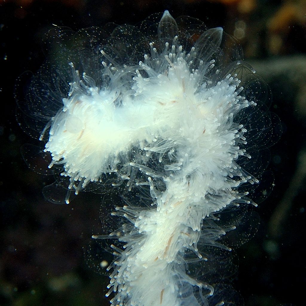 Apolemia uvaria (Lesueur, 1815) , Natura Mediterraneo | Forum Naturalistico