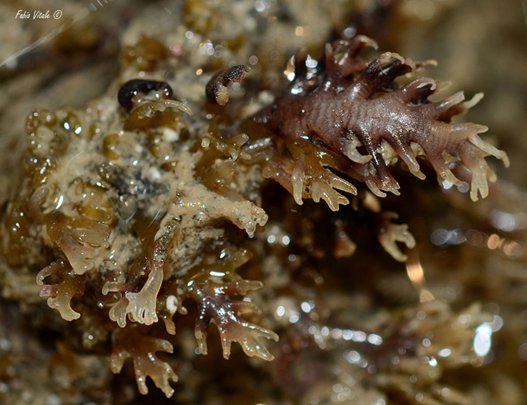 Laurencia pinnatifida , Natura Mediterraneo | Forum Naturalistico