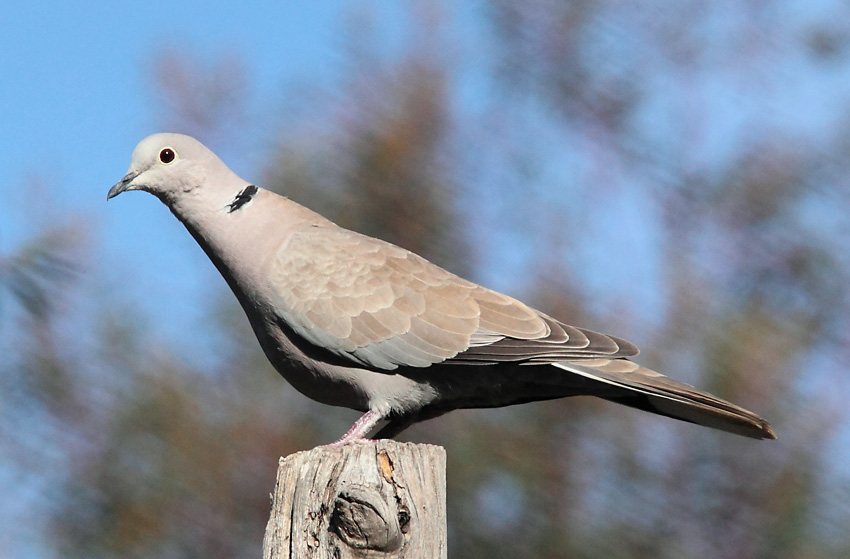 Tortora dal collare , Natura Mediterraneo | Forum Naturalistico