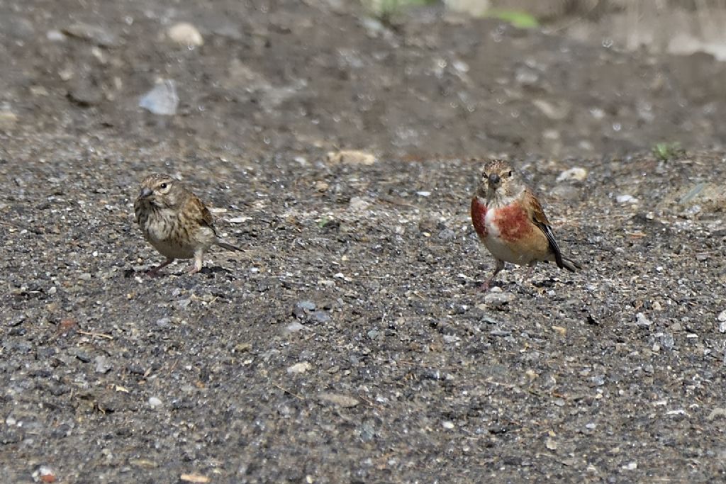 Fanello maschio e femmina , Natura Mediterraneo | Forum Naturalistico