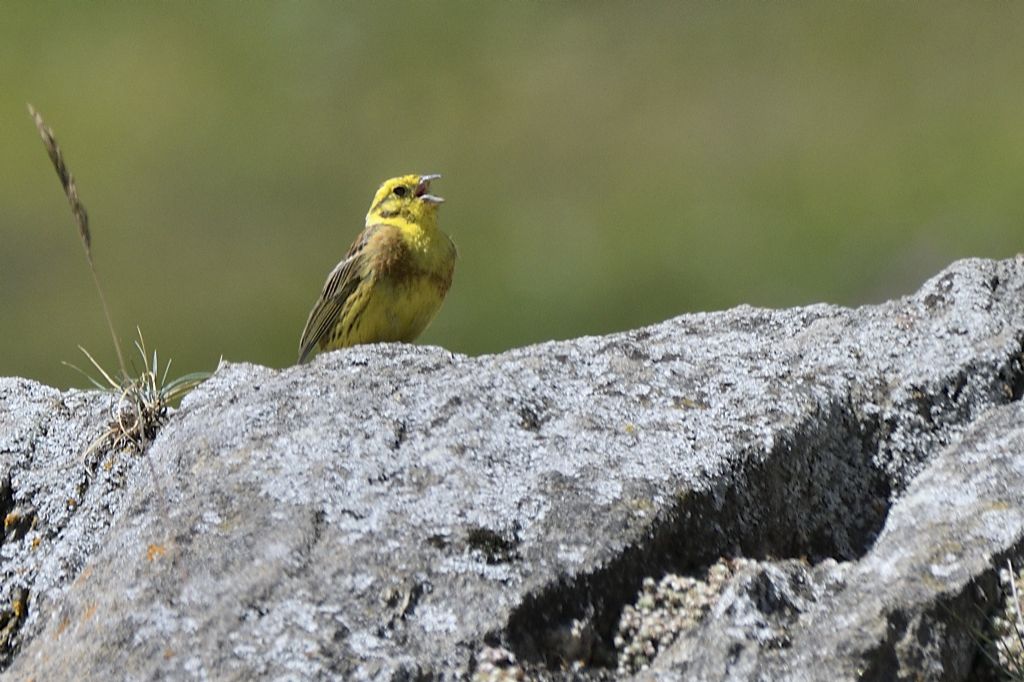 Zigolo giallo , Natura Mediterraneo | Forum Naturalistico