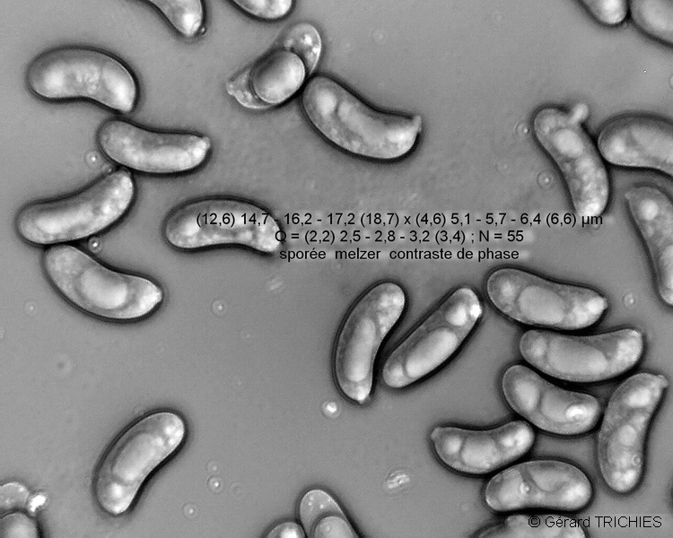 Peniophora sp.? , Natura Mediterraneo | Forum Naturalistico