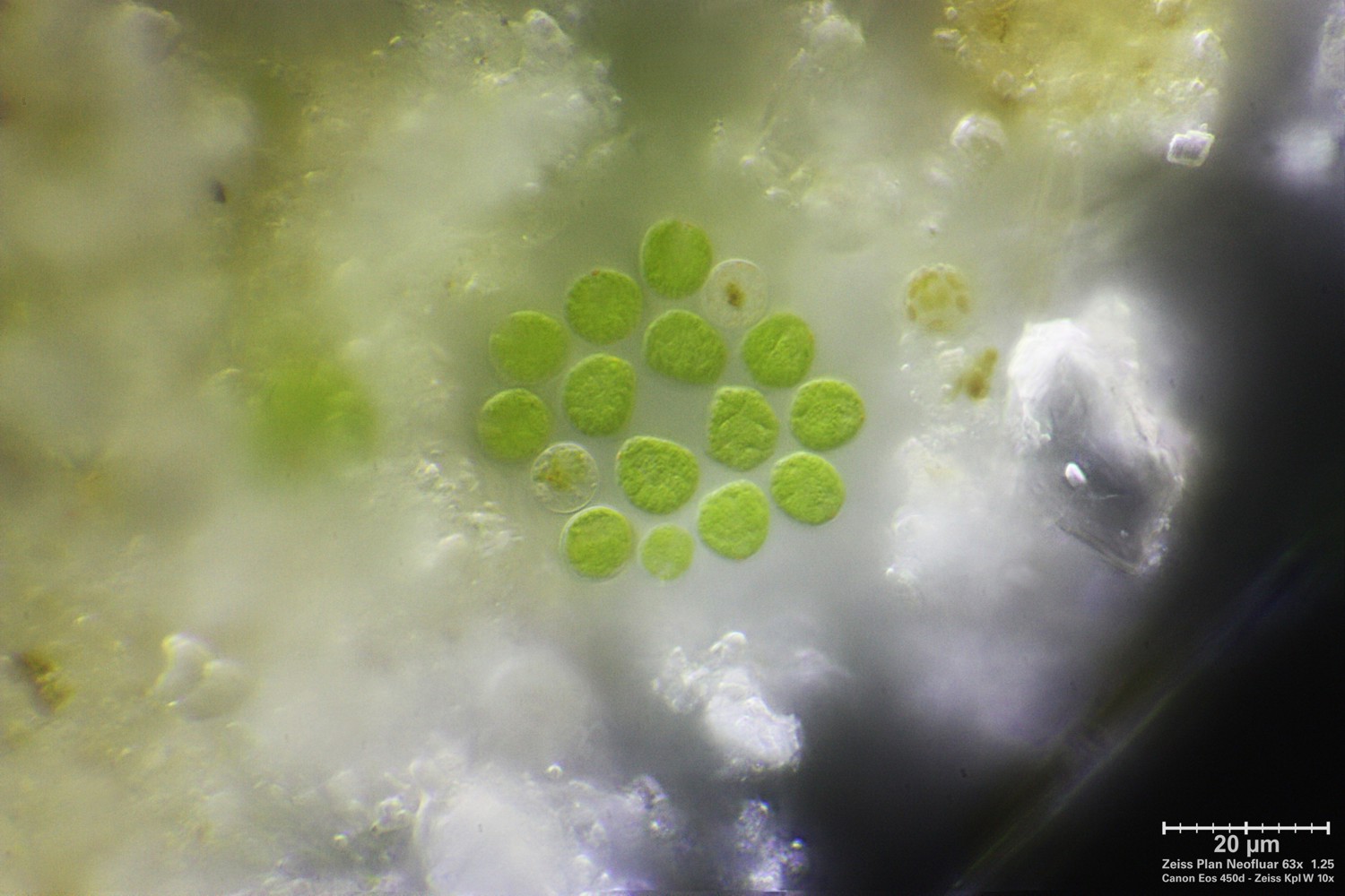 Gonium , Natura Mediterraneo | Forum Naturalistico