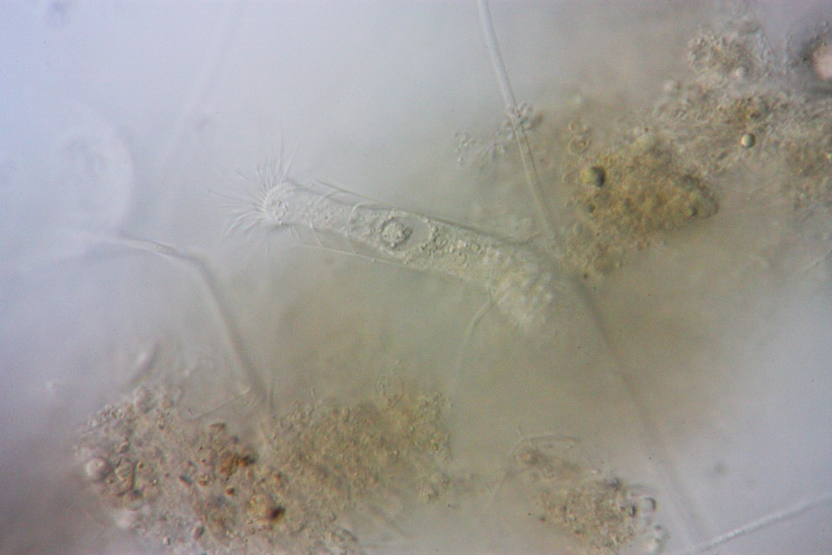 Ciliato? , Natura Mediterraneo | Forum Naturalistico