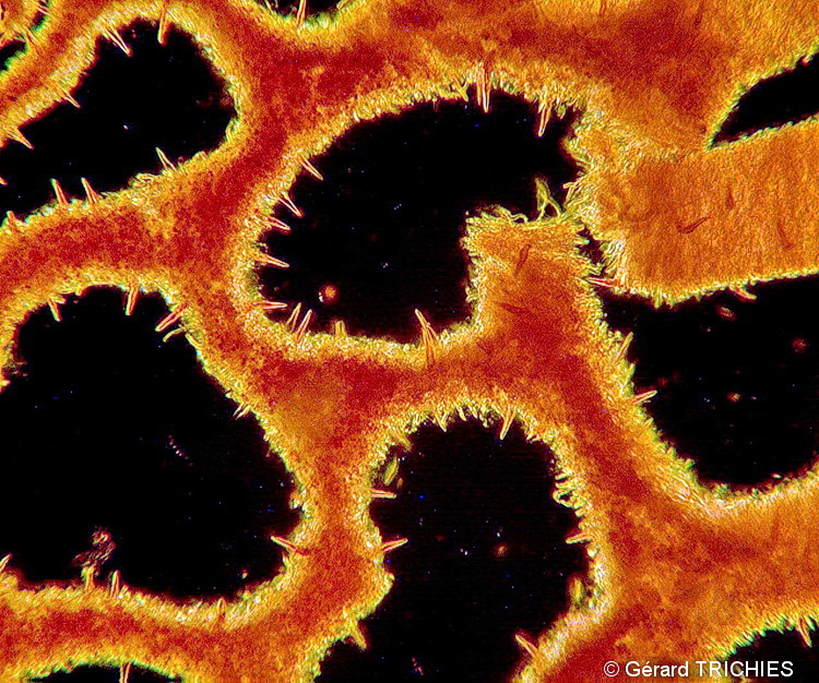 Phellinus sp. , Natura Mediterraneo | Forum Naturalistico