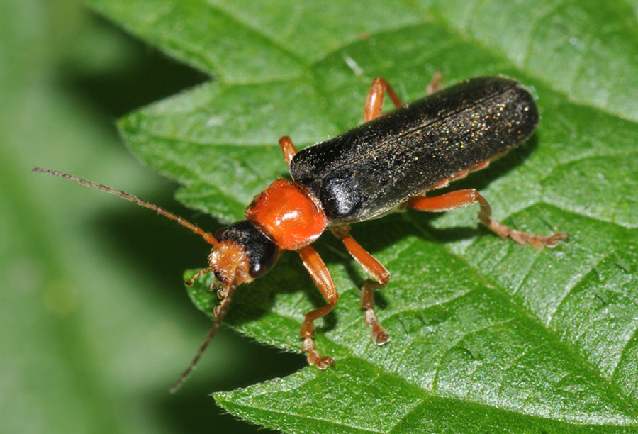 Cantharis livida, femmina e Cantharis flavilabris , Natura Mediterraneo ...