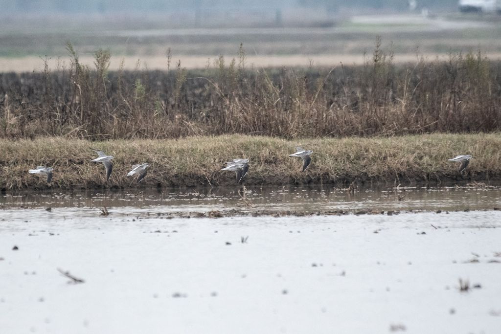 Pantana (Tringa nebularia) , Natura Mediterraneo | Forum Naturalistico
