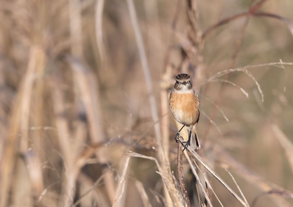 Saltimpalo (m e f) , Natura Mediterraneo | Forum Naturalistico