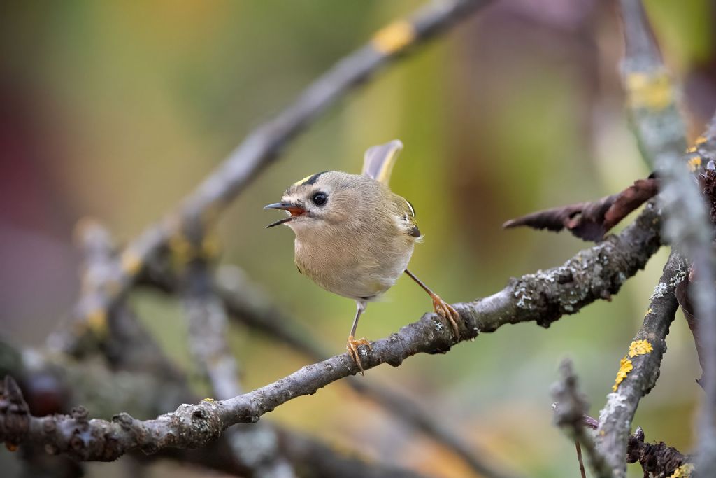 Regolo , Natura Mediterraneo | Forum Naturalistico