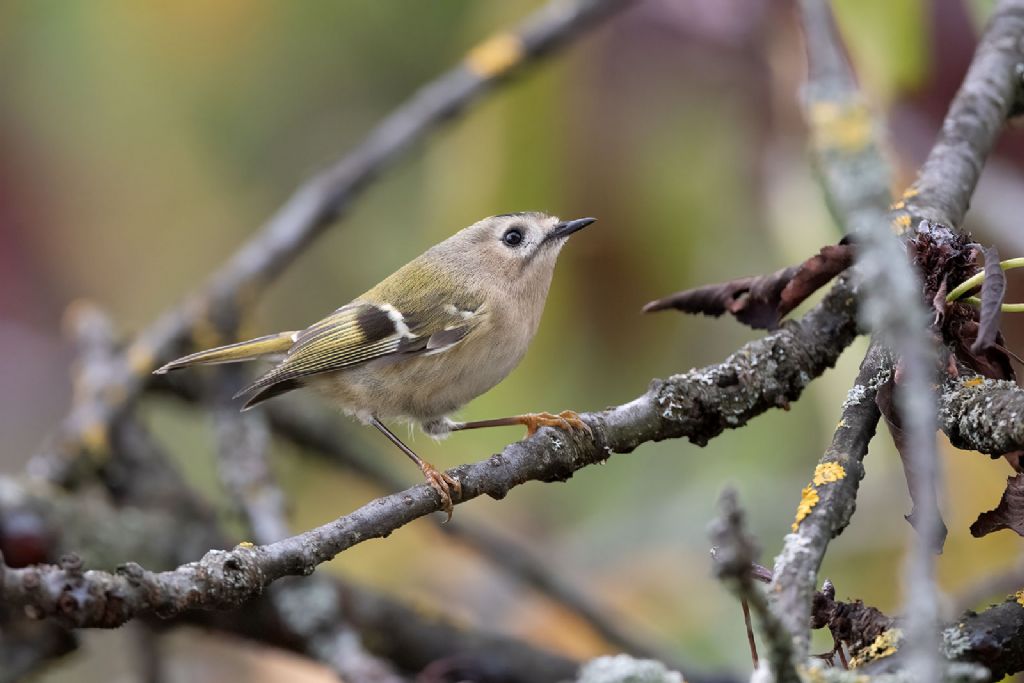Regolo , Natura Mediterraneo | Forum Naturalistico