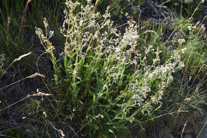Quale silene? Silene sp. , Natura Mediterraneo | Forum Naturalistico