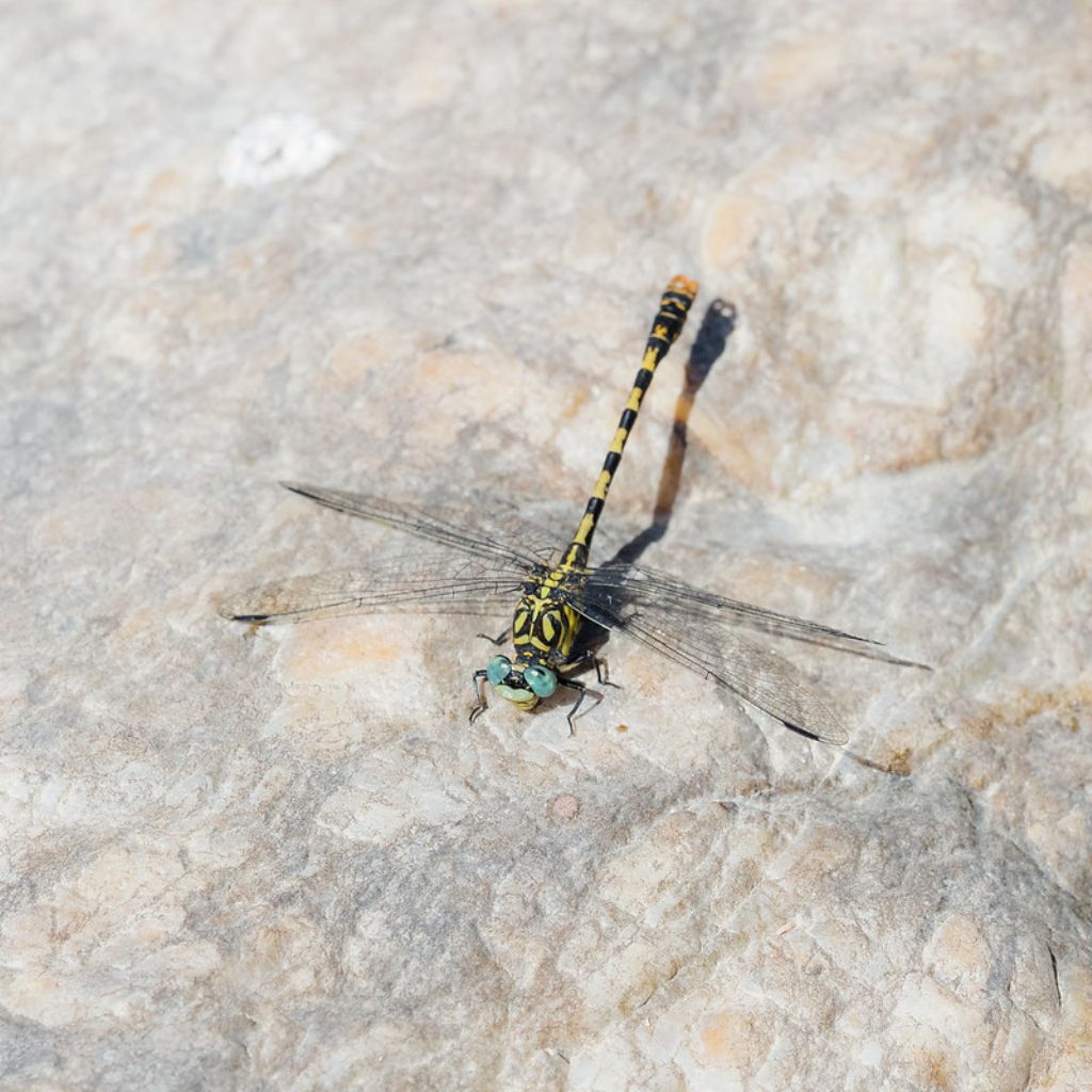 Onychogomphus forcipatus? , Natura Mediterraneo | Forum Naturalistico Onychogomphus forcipatus? , Natura Mediterraneo | Forum Naturalistico