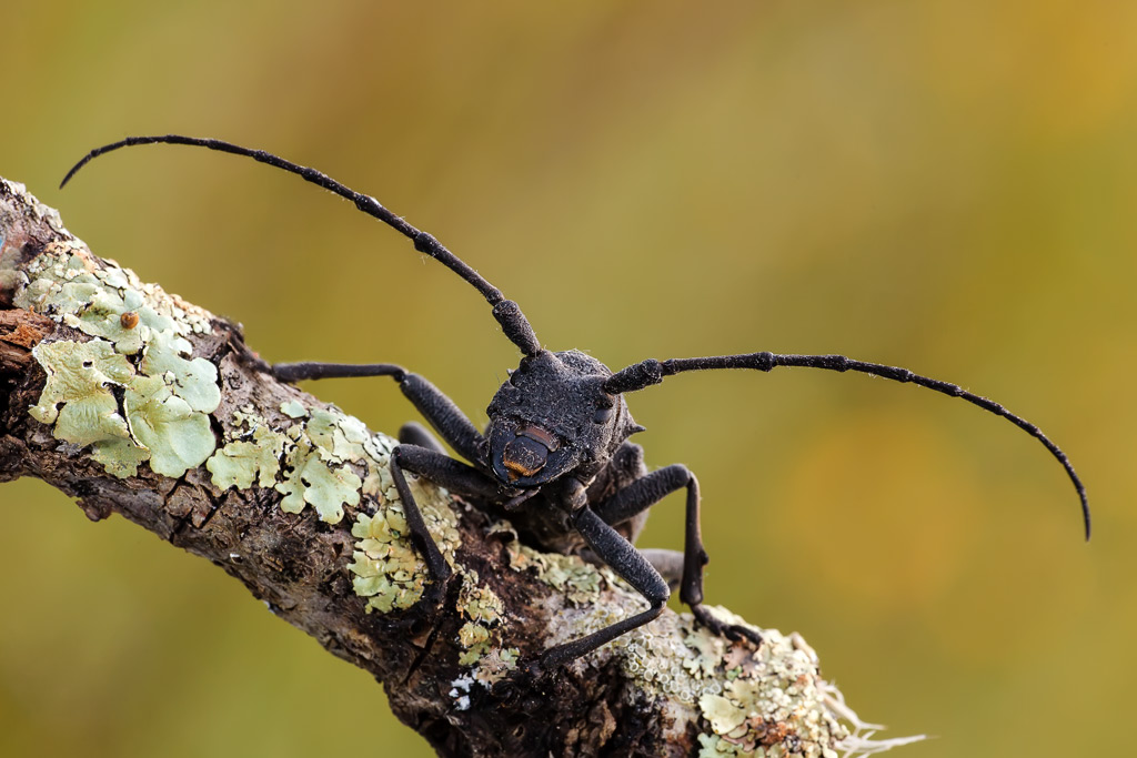 Morimus asper , Natura Mediterraneo | Forum Naturalistico