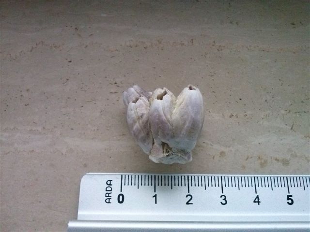 Balani? , Natura Mediterraneo | Forum Naturalistico