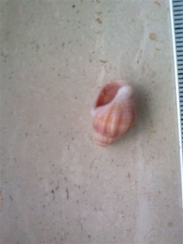 Gasteropode? , Natura Mediterraneo | Forum Naturalistico