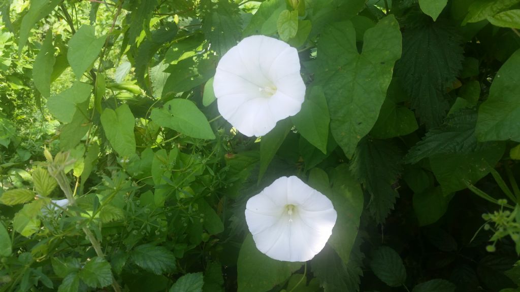 Calystegia sp. , Natura Mediterraneo | Forum Naturalistico