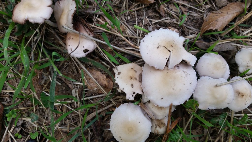 Famigliola di funghi , Natura Mediterraneo | Forum Naturalistico