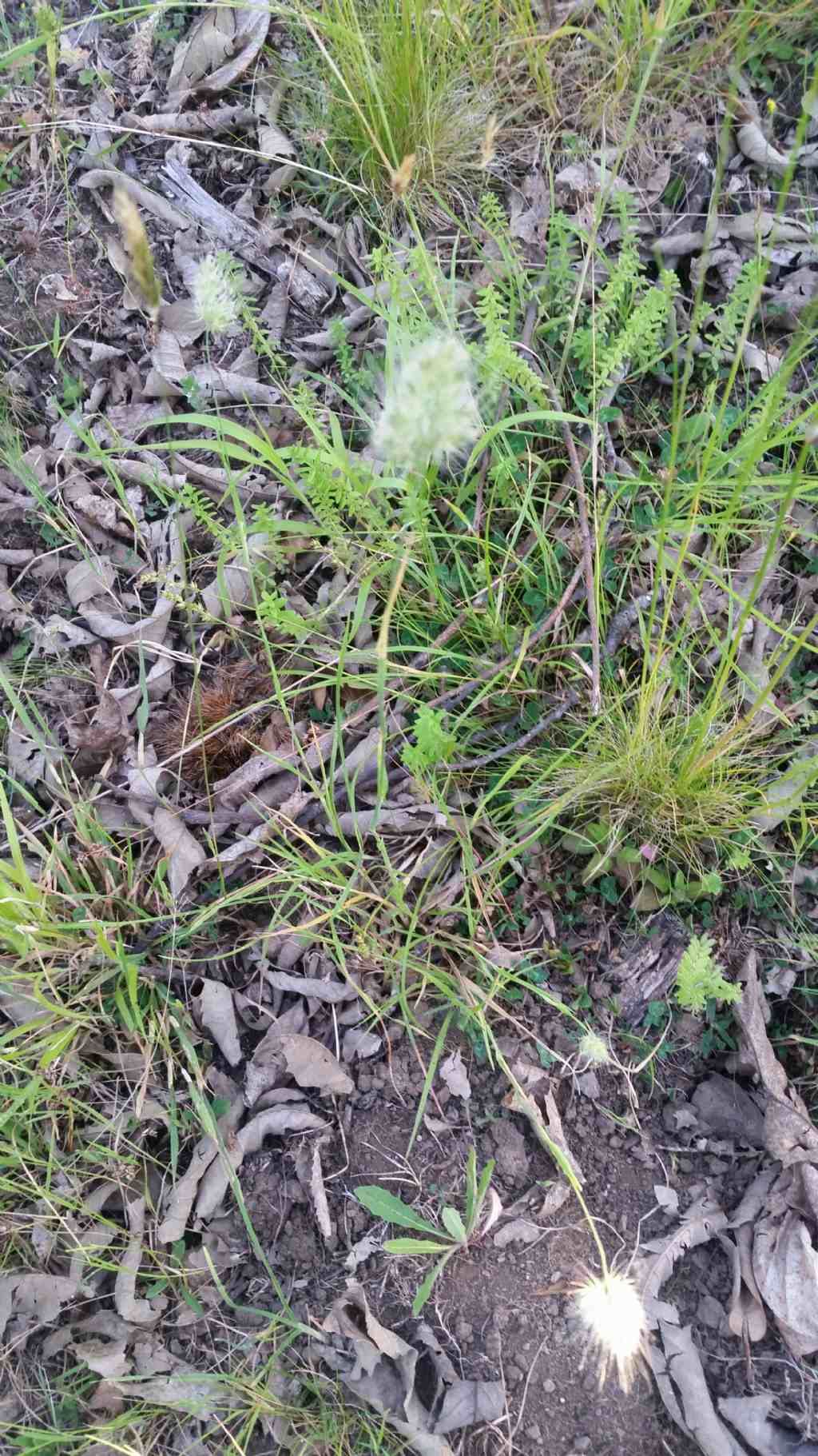 Graminacea 8 , Natura Mediterraneo | Forum Naturalistico