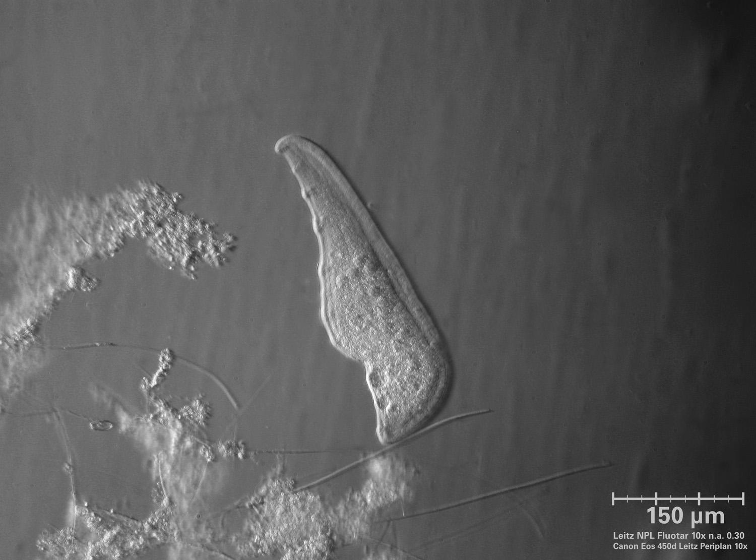 Lionotus (?) , Natura Mediterraneo | Forum Naturalistico