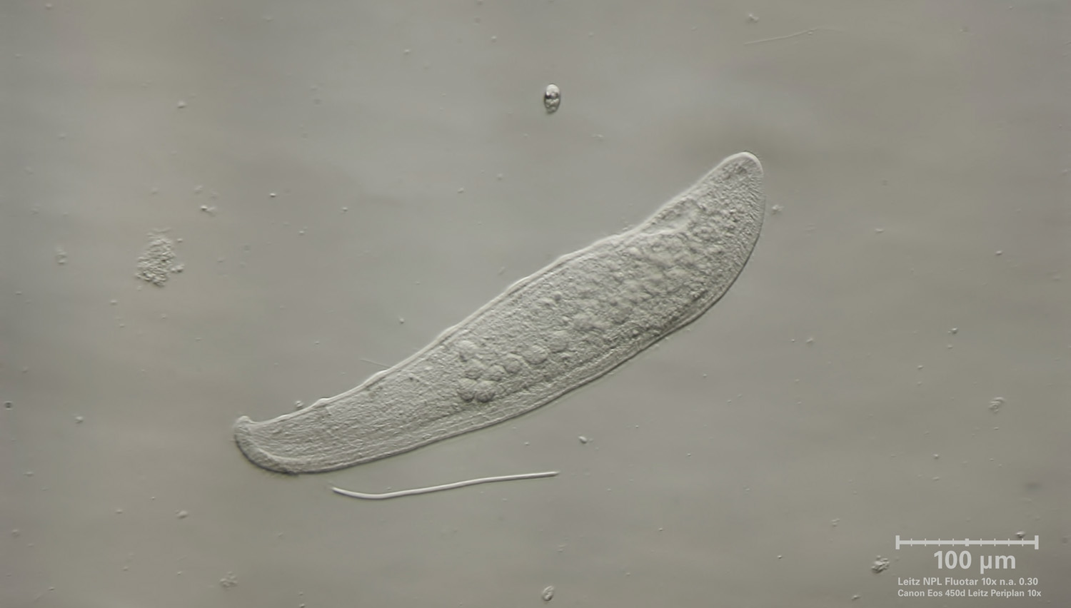 Lionotus (?) , Natura Mediterraneo | Forum Naturalistico