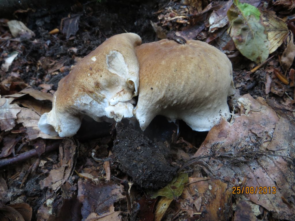 Polyporus sp , Natura Mediterraneo | Forum Naturalistico