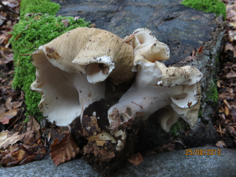 Polyporus sp , Natura Mediterraneo | Forum Naturalistico