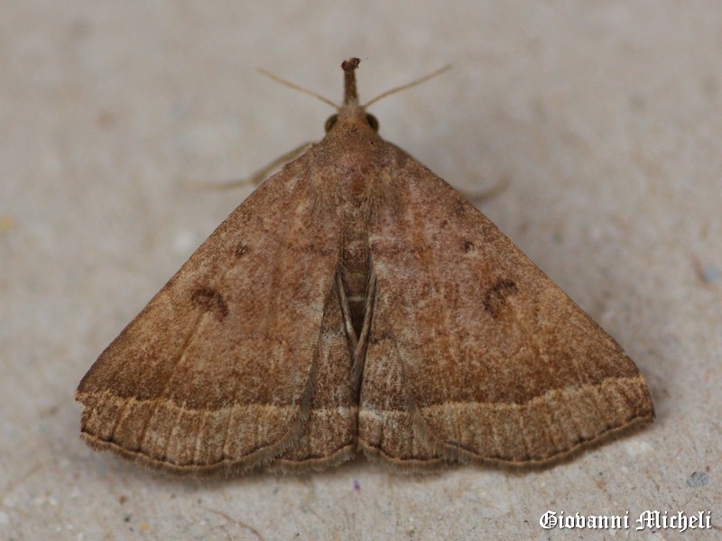 Falene di oggi... , Natura Mediterraneo | Forum Naturalistico