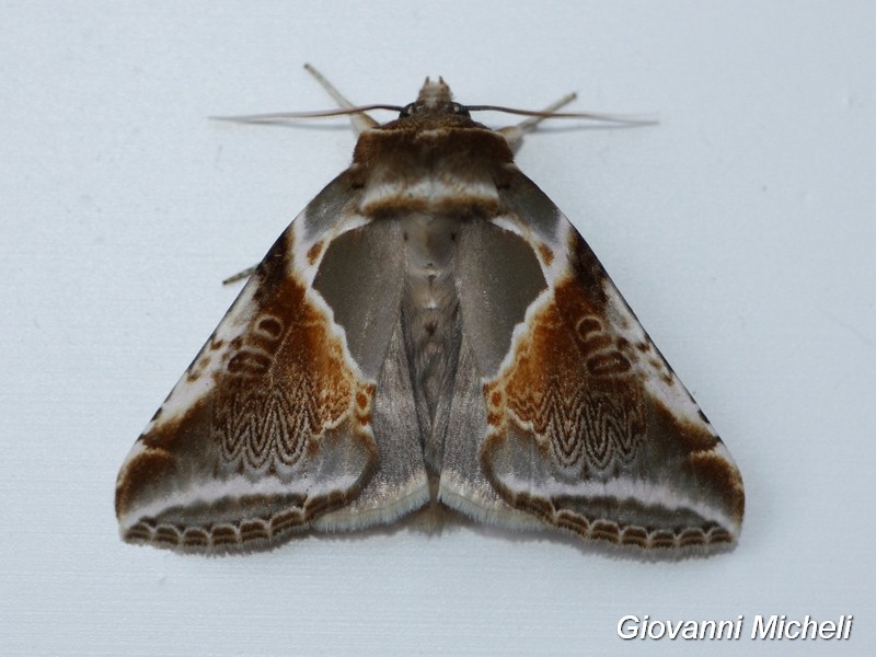 Bella serie di falene... , Natura Mediterraneo | Forum Naturalistico